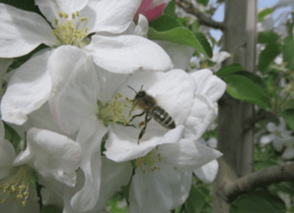 Soorten bijen - Nederlandse Bijenhouders Vereniging